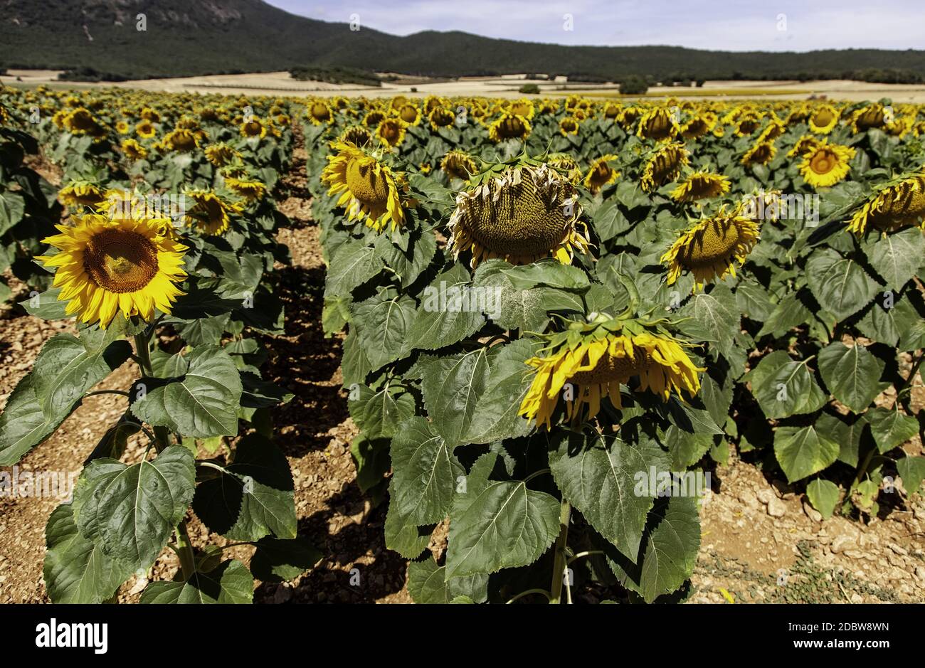 Sunflowers field, detail of plants in nature, organic farming Stock ...