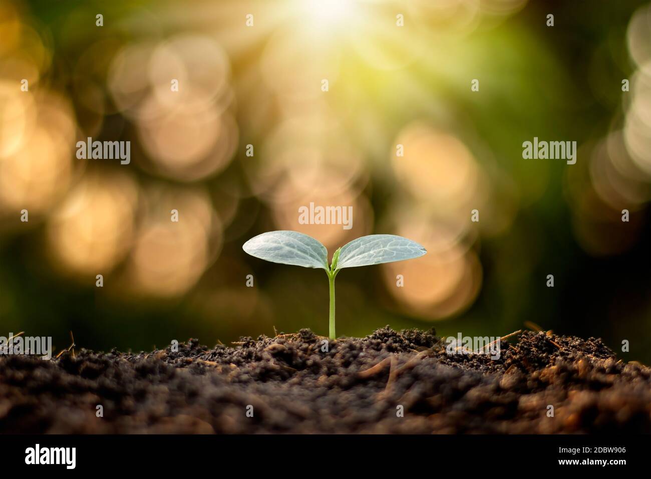 Small trees with green leaves, natural growth and sunlight, the concept ...