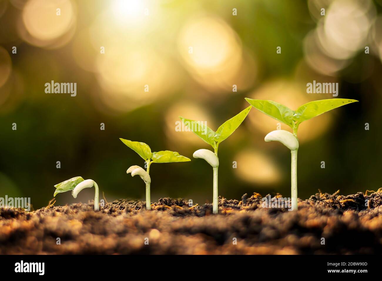 Small trees of different sizes on a green background, the concept of ...