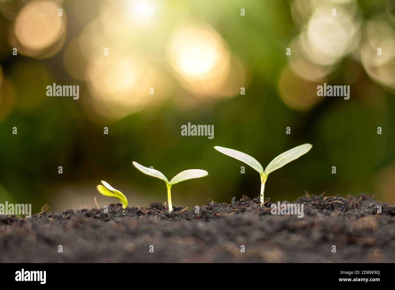 Small trees of different sizes on a green background, the concept of ...