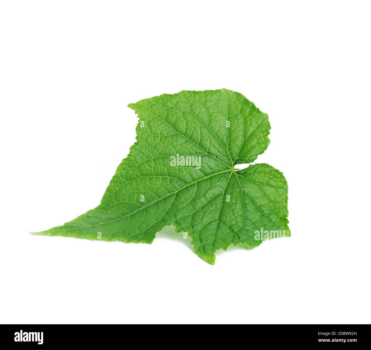 green cucumber leaf isolated on white background, close up Stock Photo ...