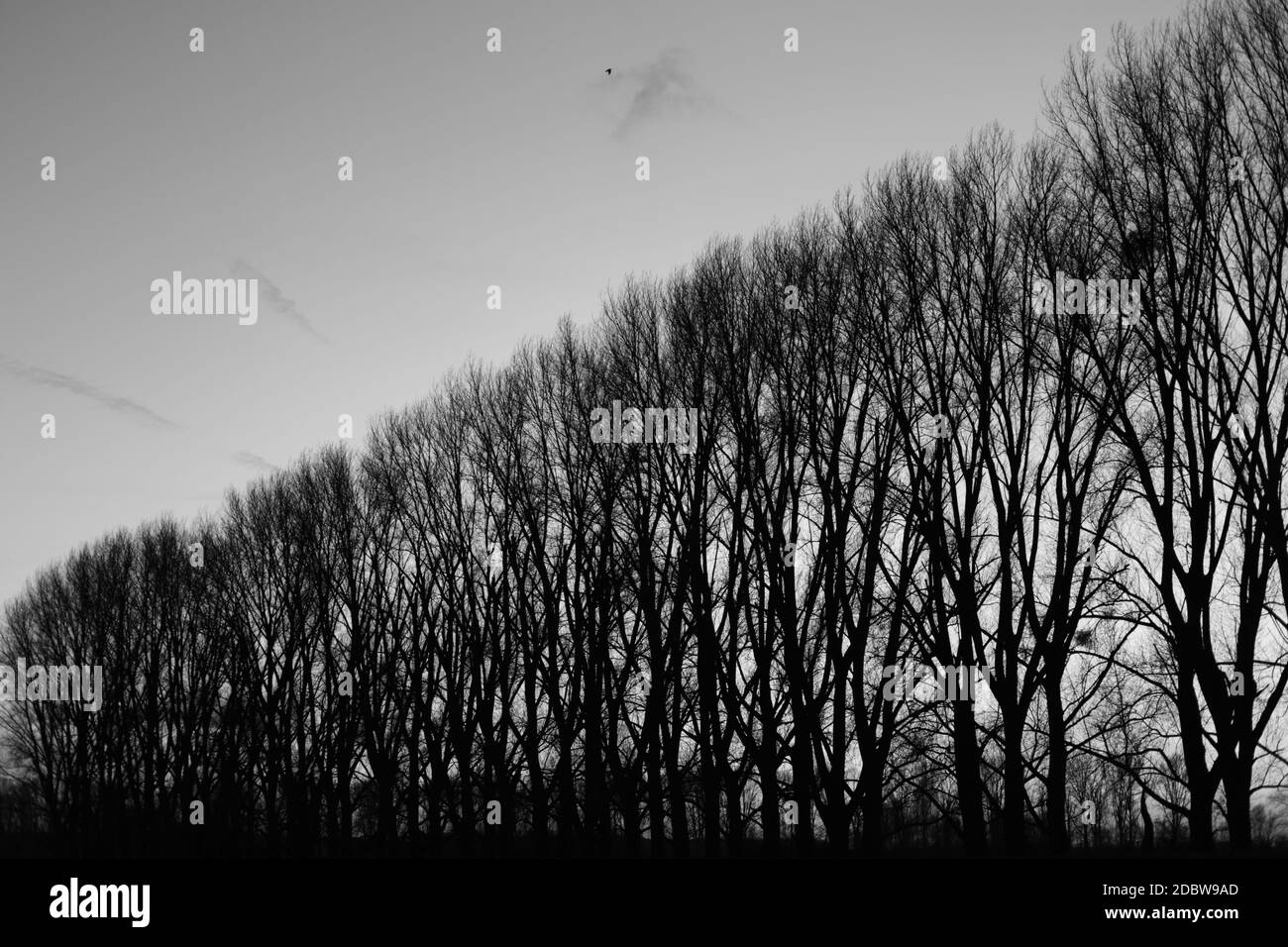 landscape monochrome trees silhouette mystic nature bw art Stock Photo ...