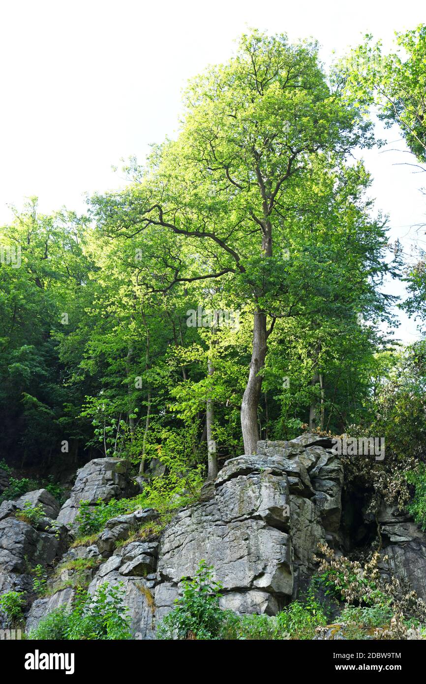 Trees on a rock face Stock Photo - Alamy