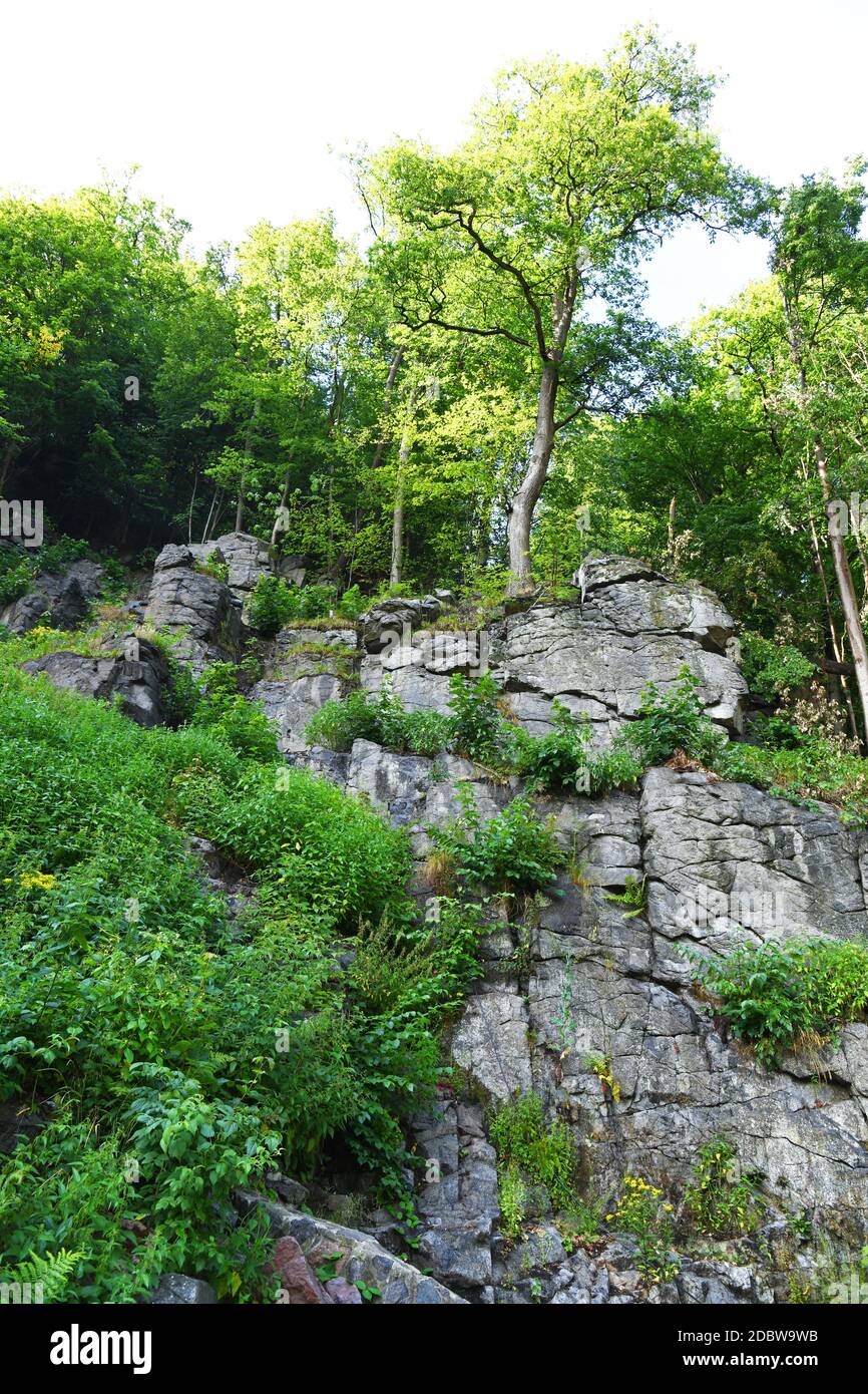 Trees on a rock face Stock Photo - Alamy