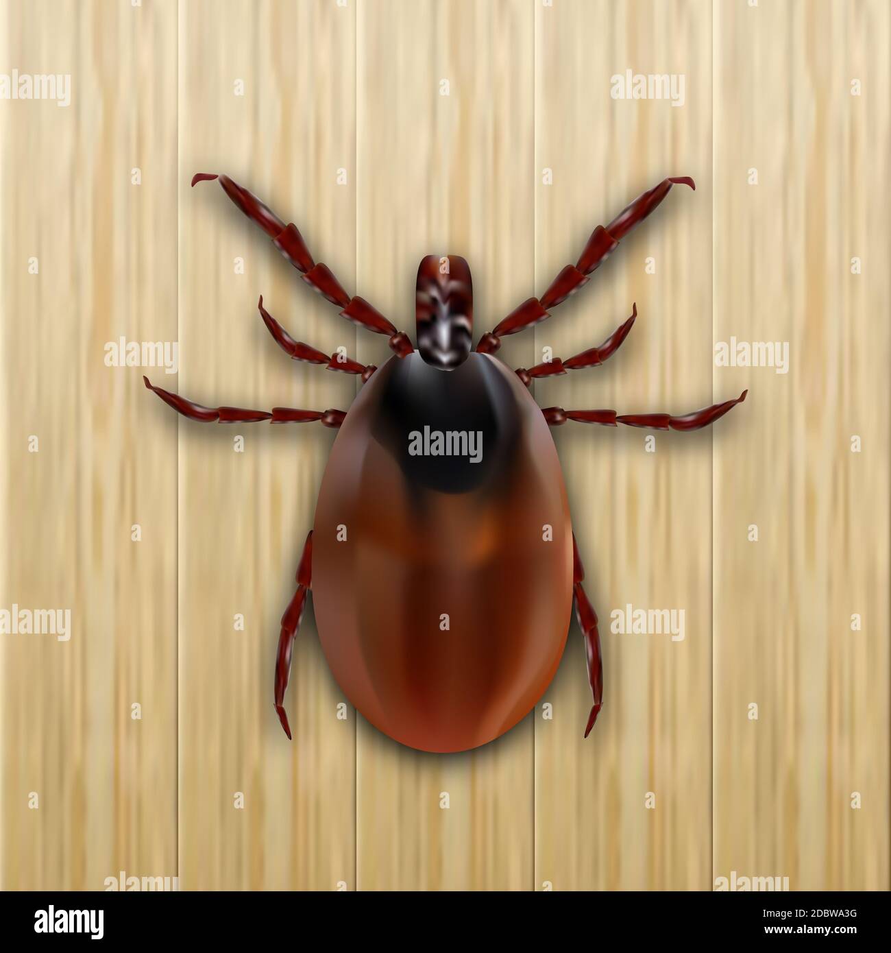 Red mite. Mite allergy. Epidemic. Mite parasites. On a wooden ...