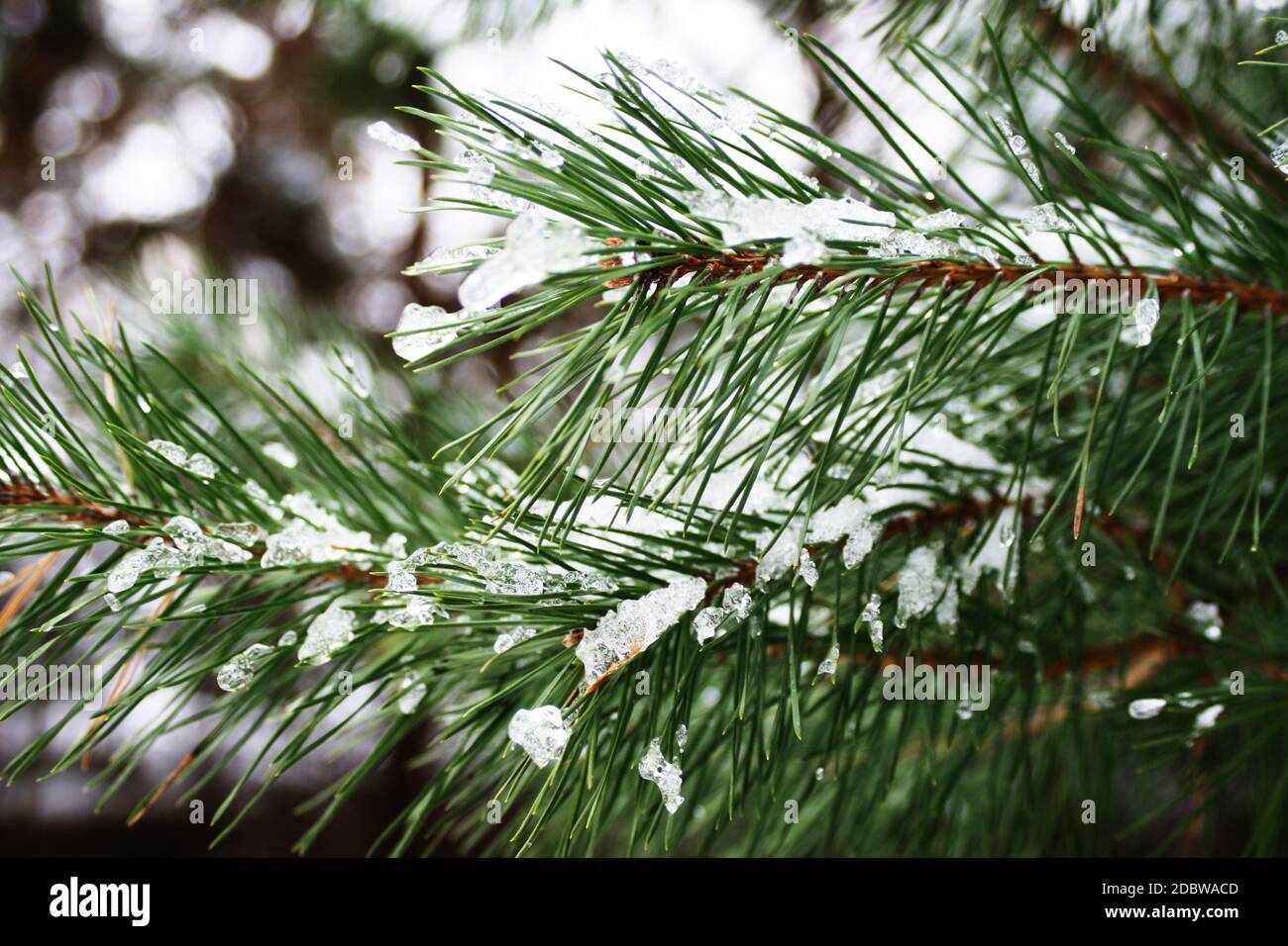 Ice crystals on a fir tree Stock Photo - Alamy