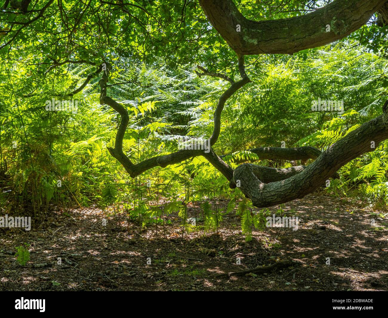 The twisted branches of an ancient oak tree in dense woodland at ...