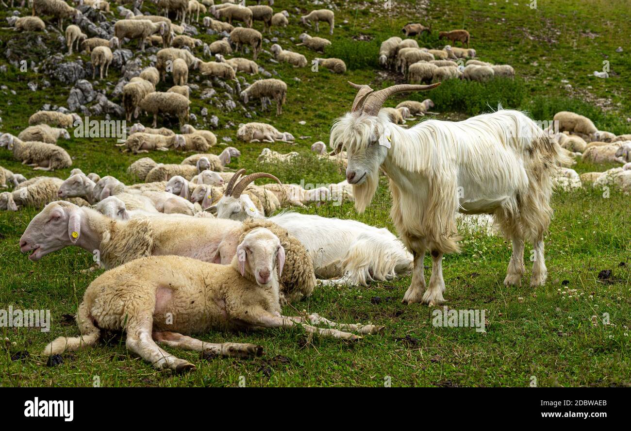 Italian sheep dog hi-res stock photography and images - Alamy