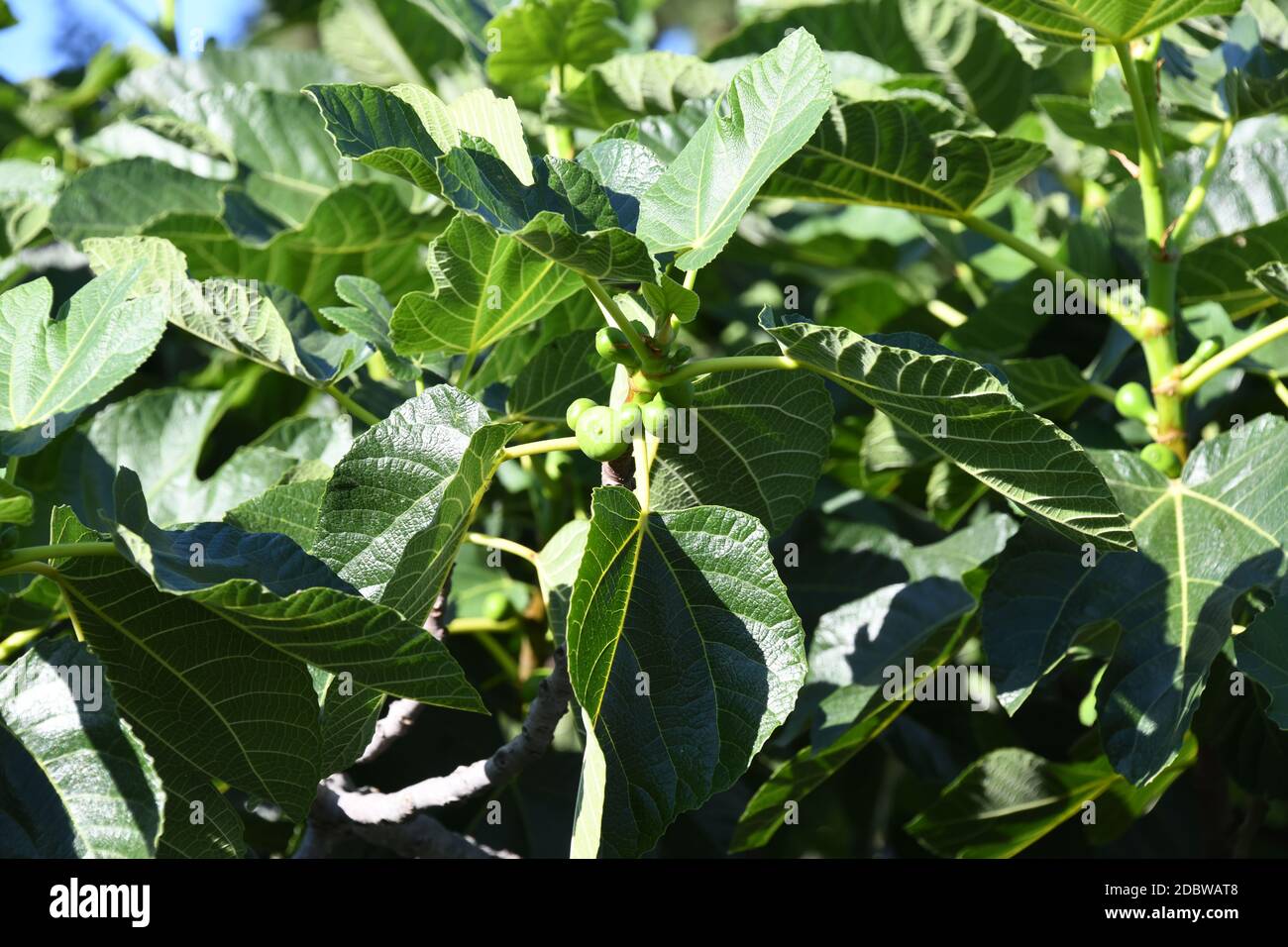 a fresh fig leaf on fig tree, Alicante province, Costa Blanca, Spain ...
