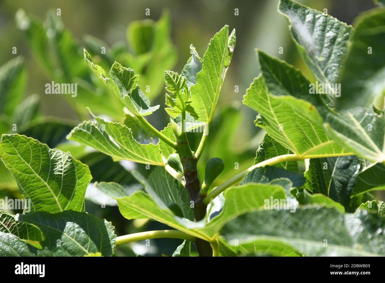 small figs and fresh leaves on the fig tree, Costa Blanca, Spain Stock ...