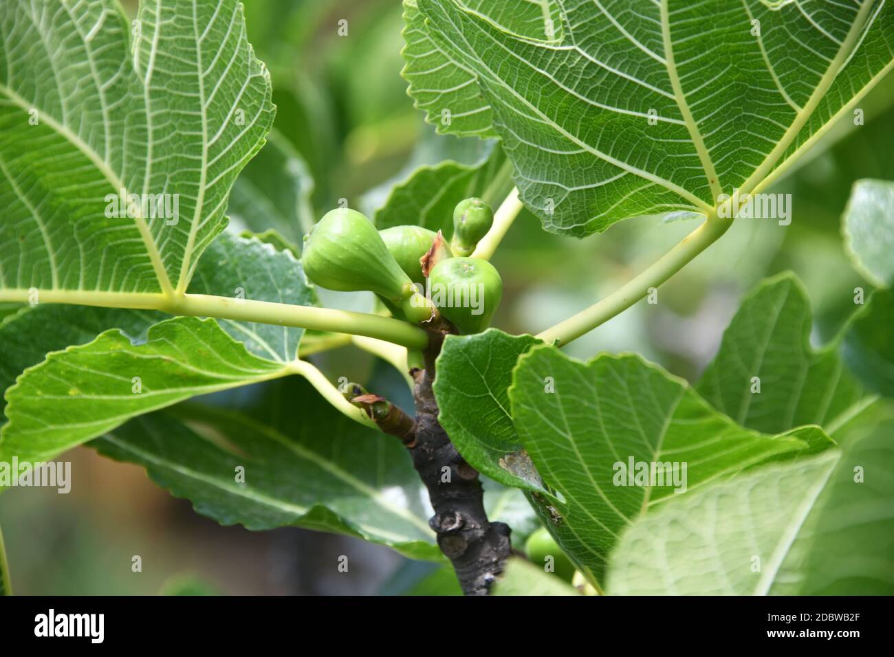 small figs and fresh leaves on the fig tree, Costa Blanca, Spain Stock ...