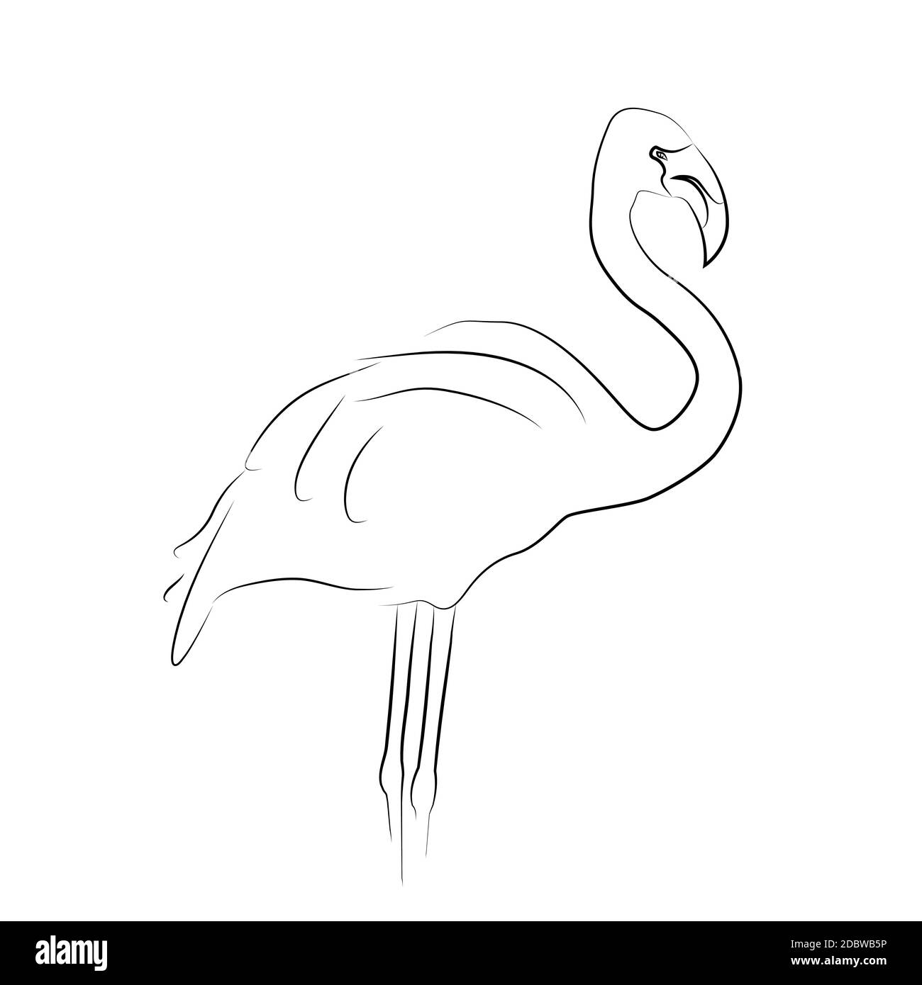 Contour black flamingo on a white background. Exotic bird. Vector ...