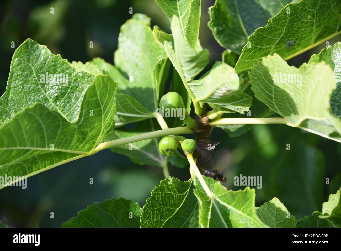 small figs and fresh leaves on the fig tree, Costa Blanca, Spain Stock ...