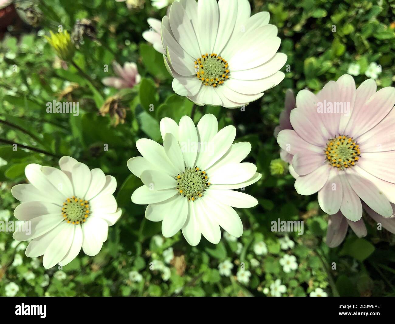 Flowers in the garden under summer Stock Photo - Alamy