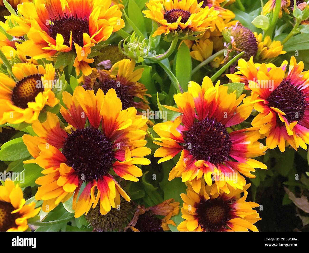 Vintage flowers in blossom hi-res stock photography and images - Alamy