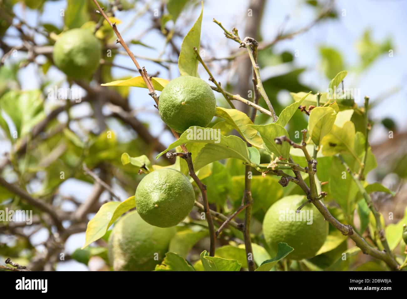 yellow lemons at the lemon tree, Province of Alicante, Costa Blanca ...