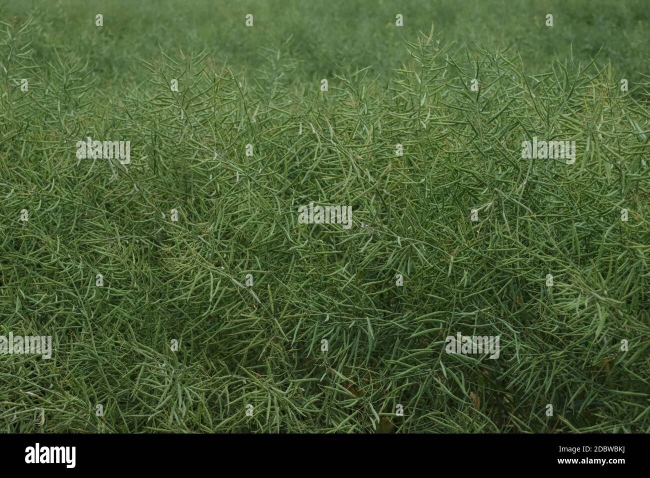 Cultivation of rapeseed crop for oil production Stock Photo - Alamy