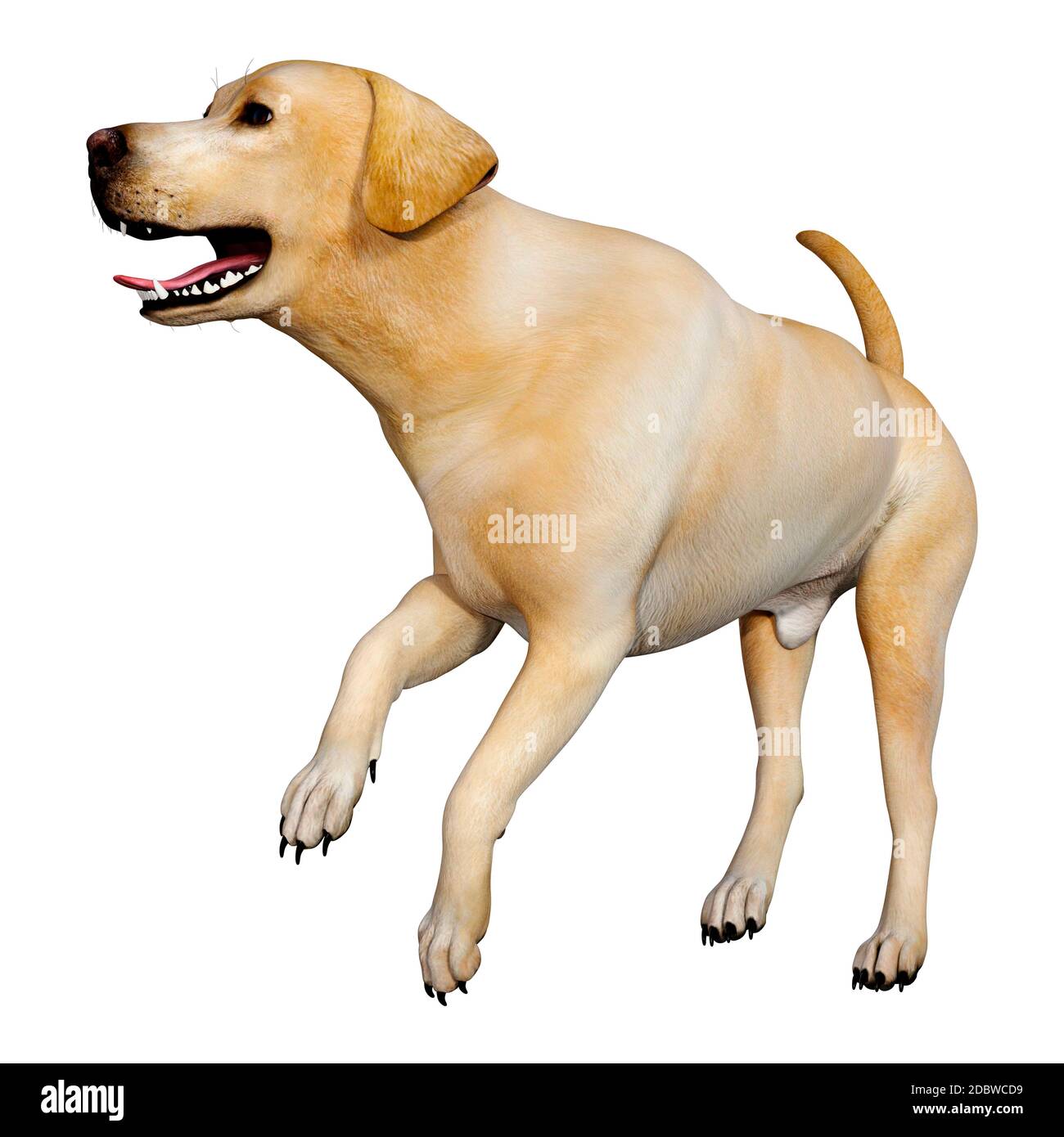 3D rendering of a yellow labrador dog isolated on white background ...