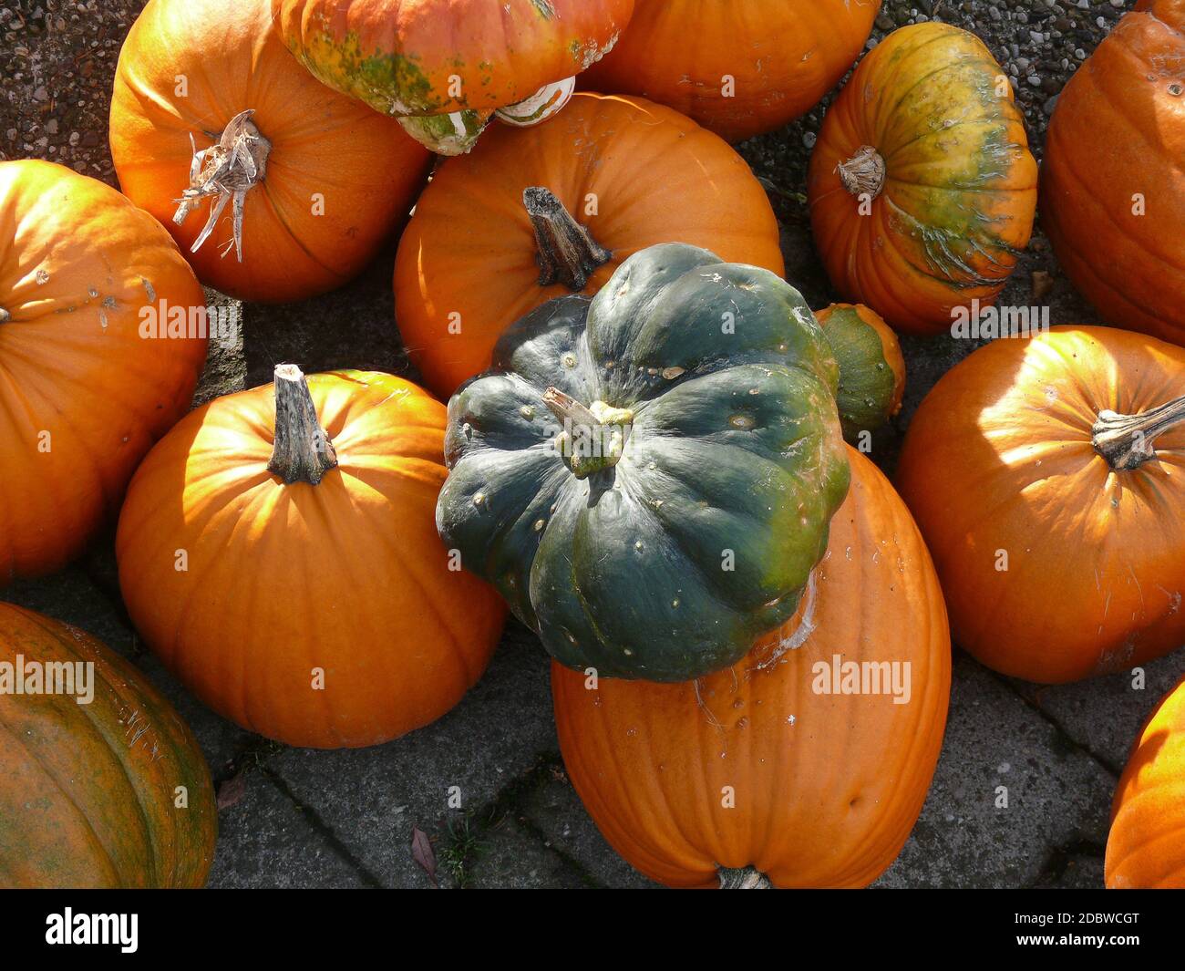 big round pumpkins Stock Photo - Alamy