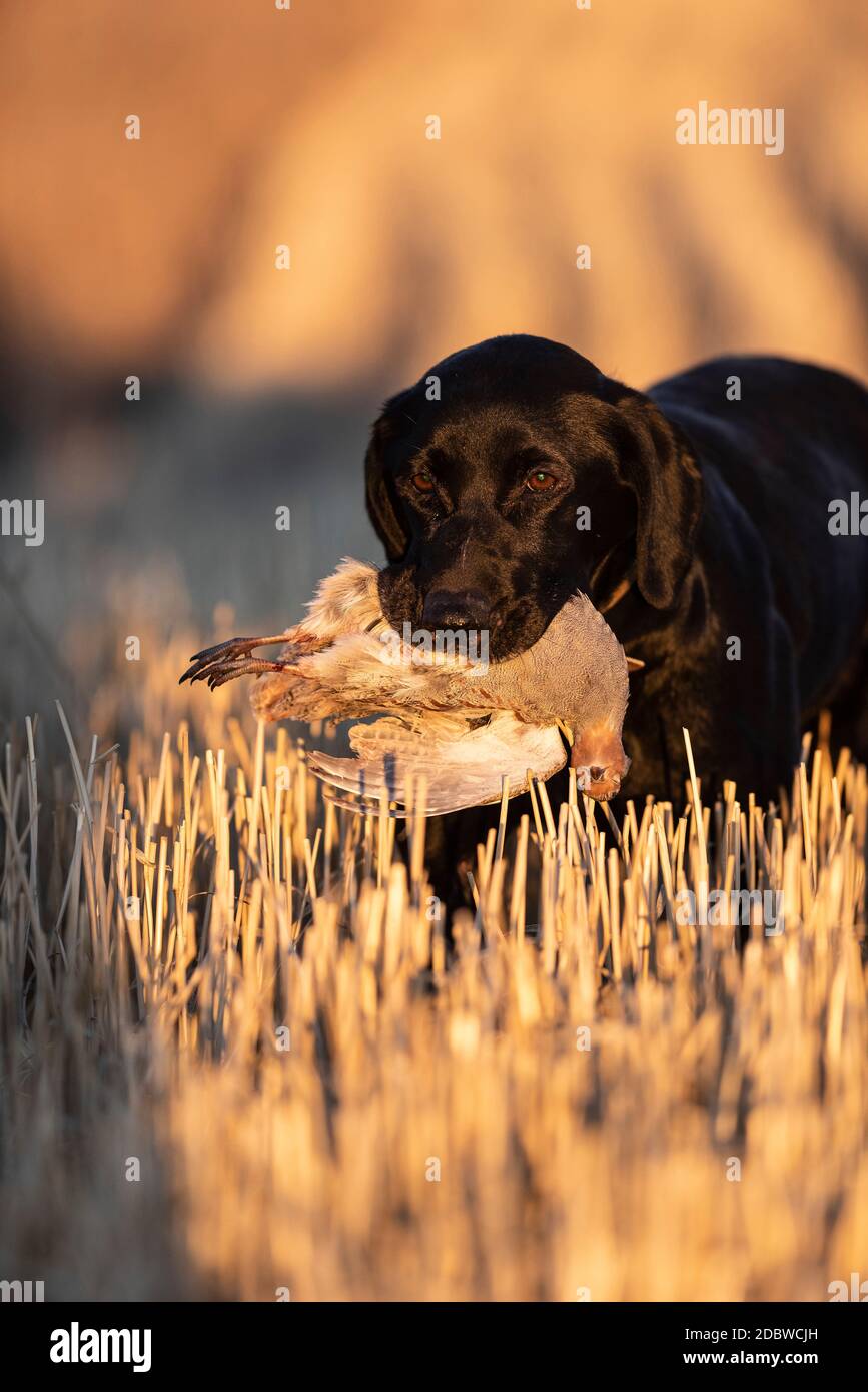 A Black lab with a hungarian partridge after a successful hunt Stock ...