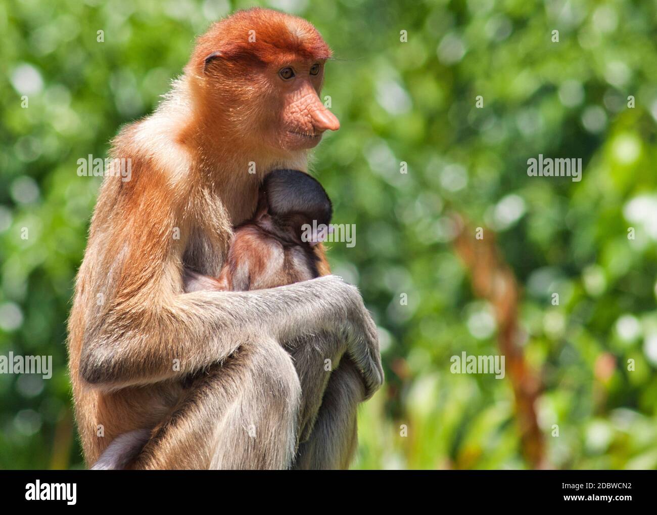 Nose-Monkey (Nasalis larvatus) - photographed in Borneo near Sandakan ...