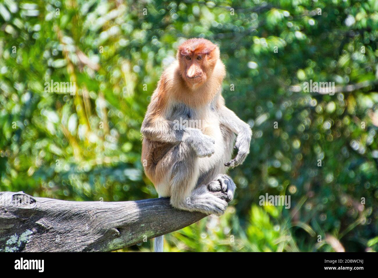Nose-Monkey (Nasalis larvatus) - photographed in Borneo near Sandakan ...
