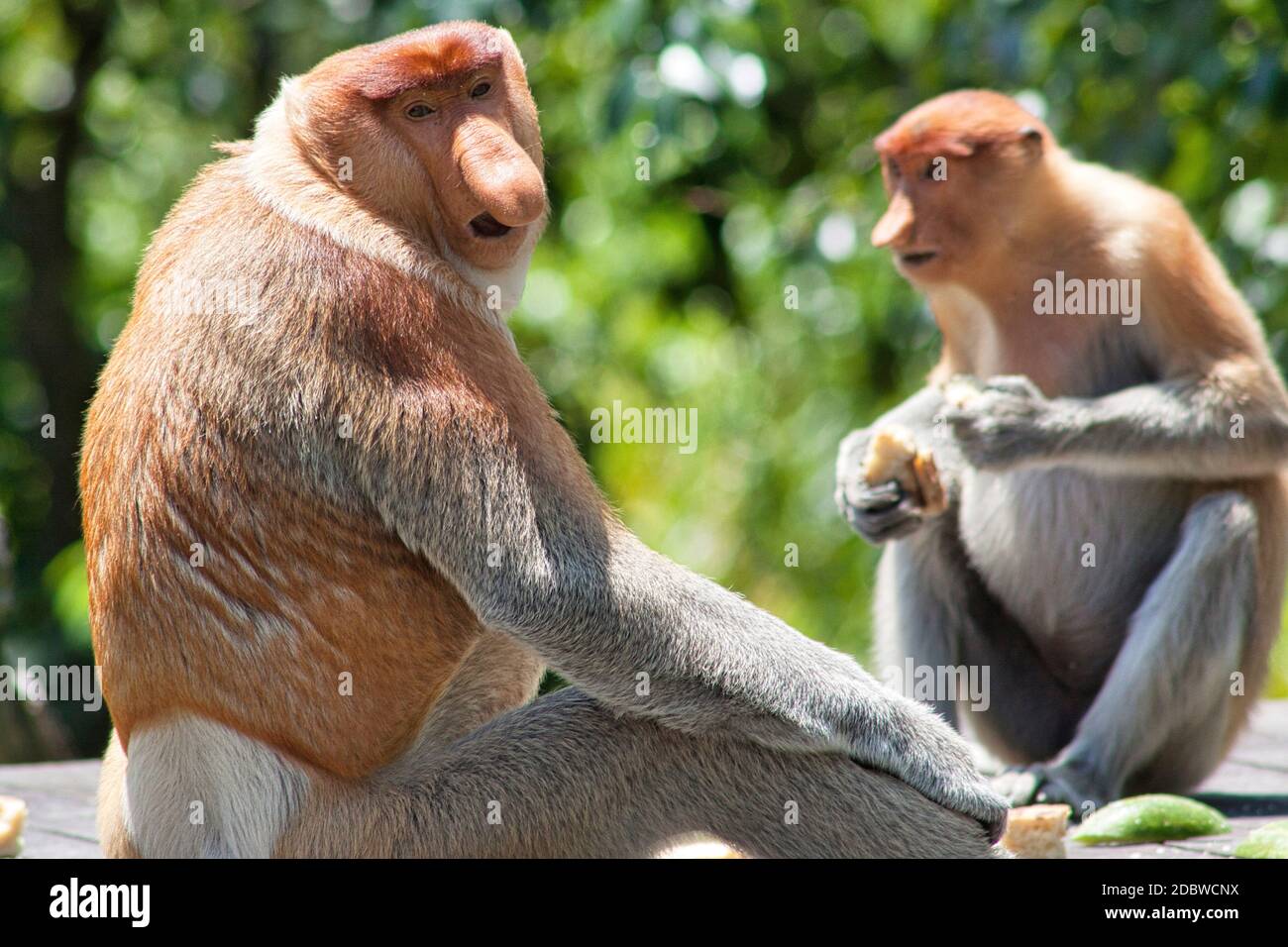 Nose-Monkey (Nasalis larvatus) - photographed in Borneo near Sandakan ...