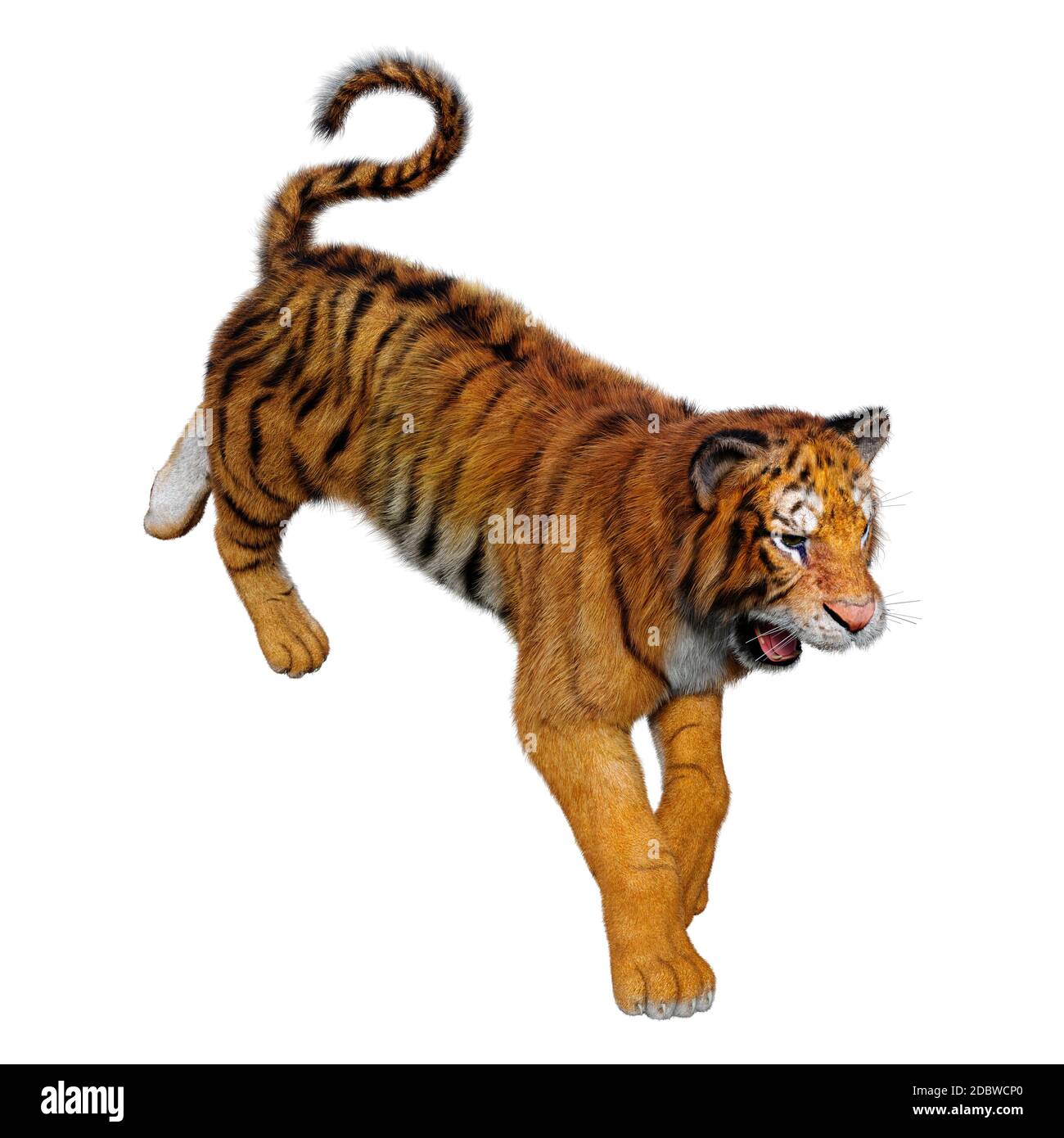 3D rendering of a big cat tiger isolated on white background Stock ...