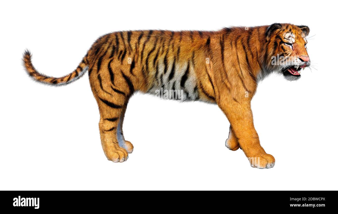 3D rendering of a big cat tiger isolated on white background Stock ...