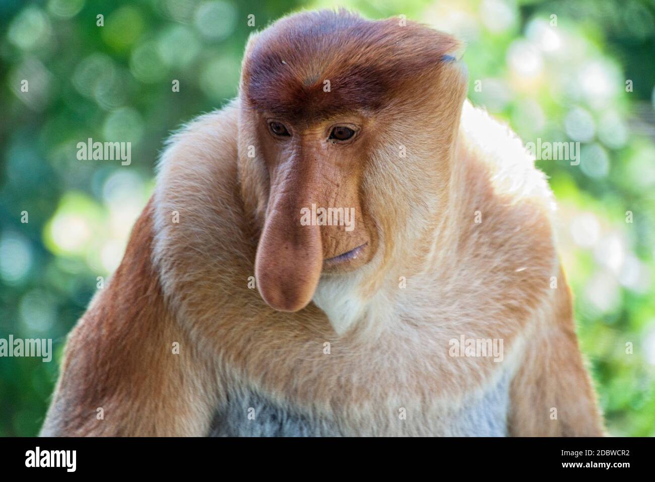 Nose-Monkey (Nasalis larvatus) - photographed in Borneo near Sandakan ...