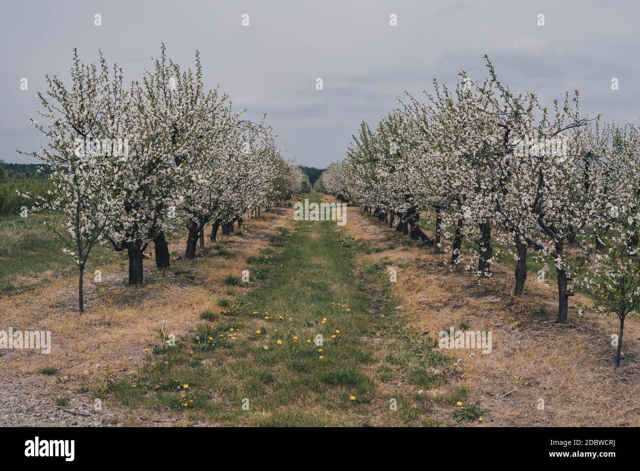 apple orchard during early spring with row of trees covered with buds ...