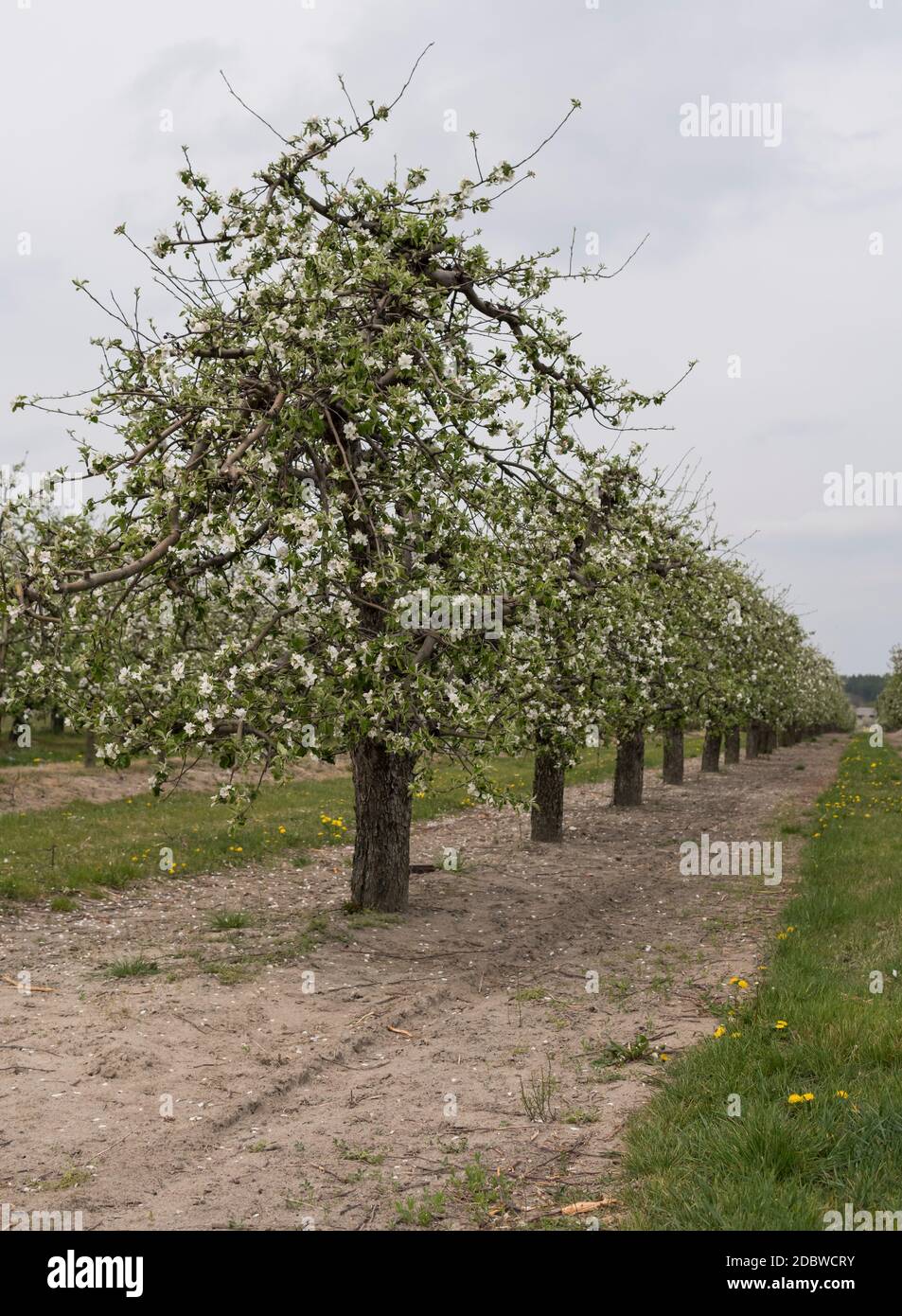 apple orchard during early spring with row of trees covered with buds ...
