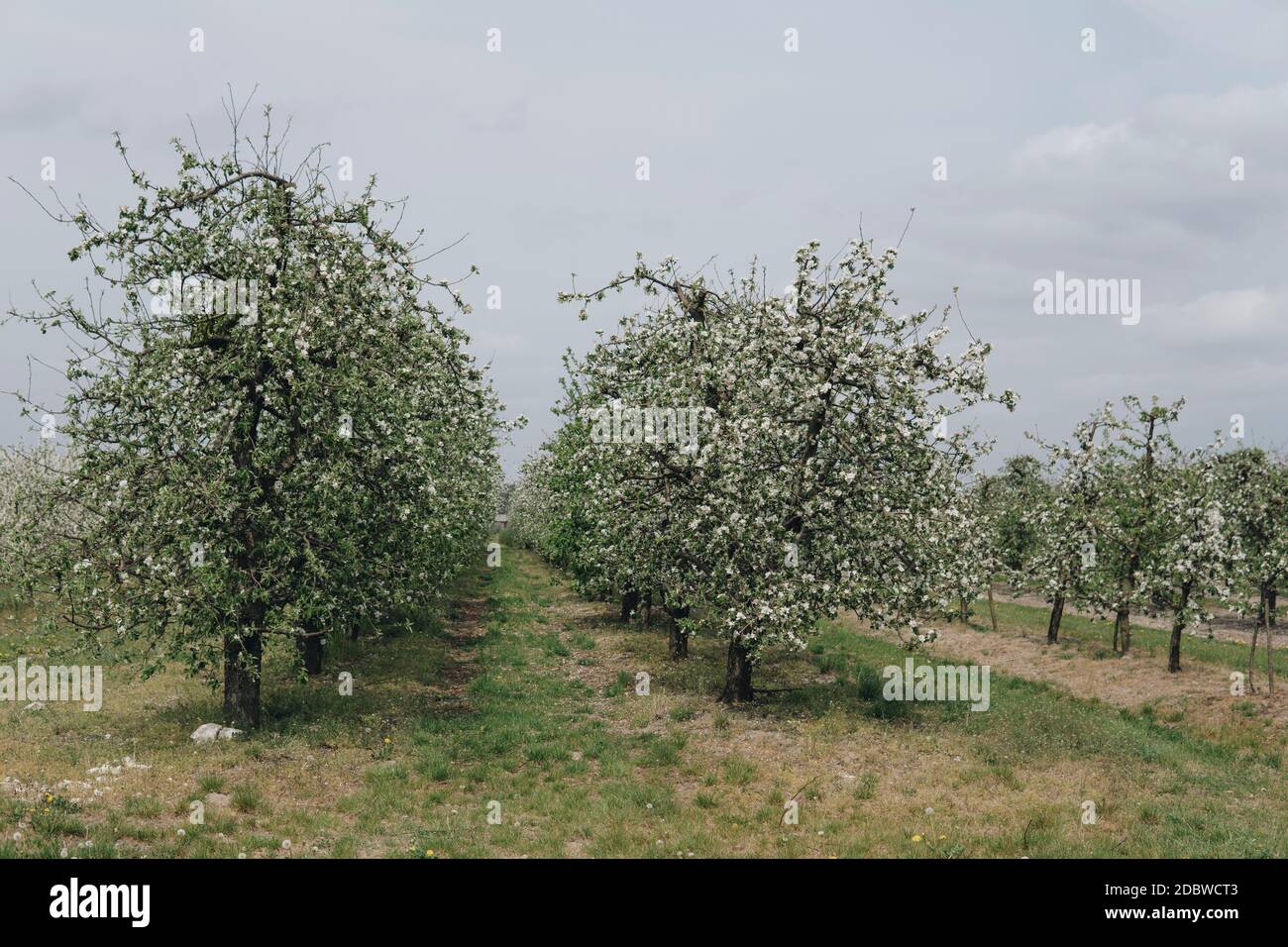 apple orchard during early spring with row of trees covered with buds ...