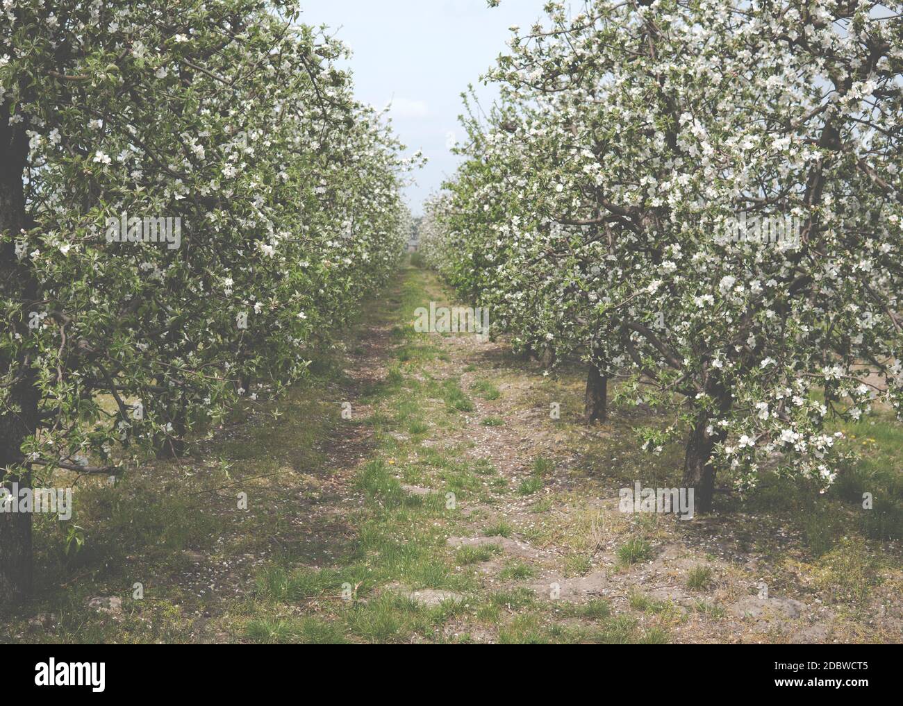 apple orchard during early spring with row of trees covered with buds ...