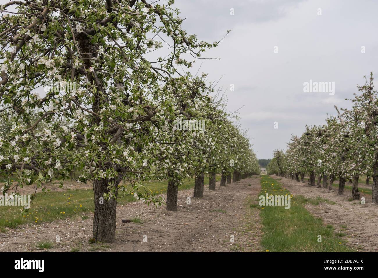 apple orchard during early spring with row of trees covered with buds ...
