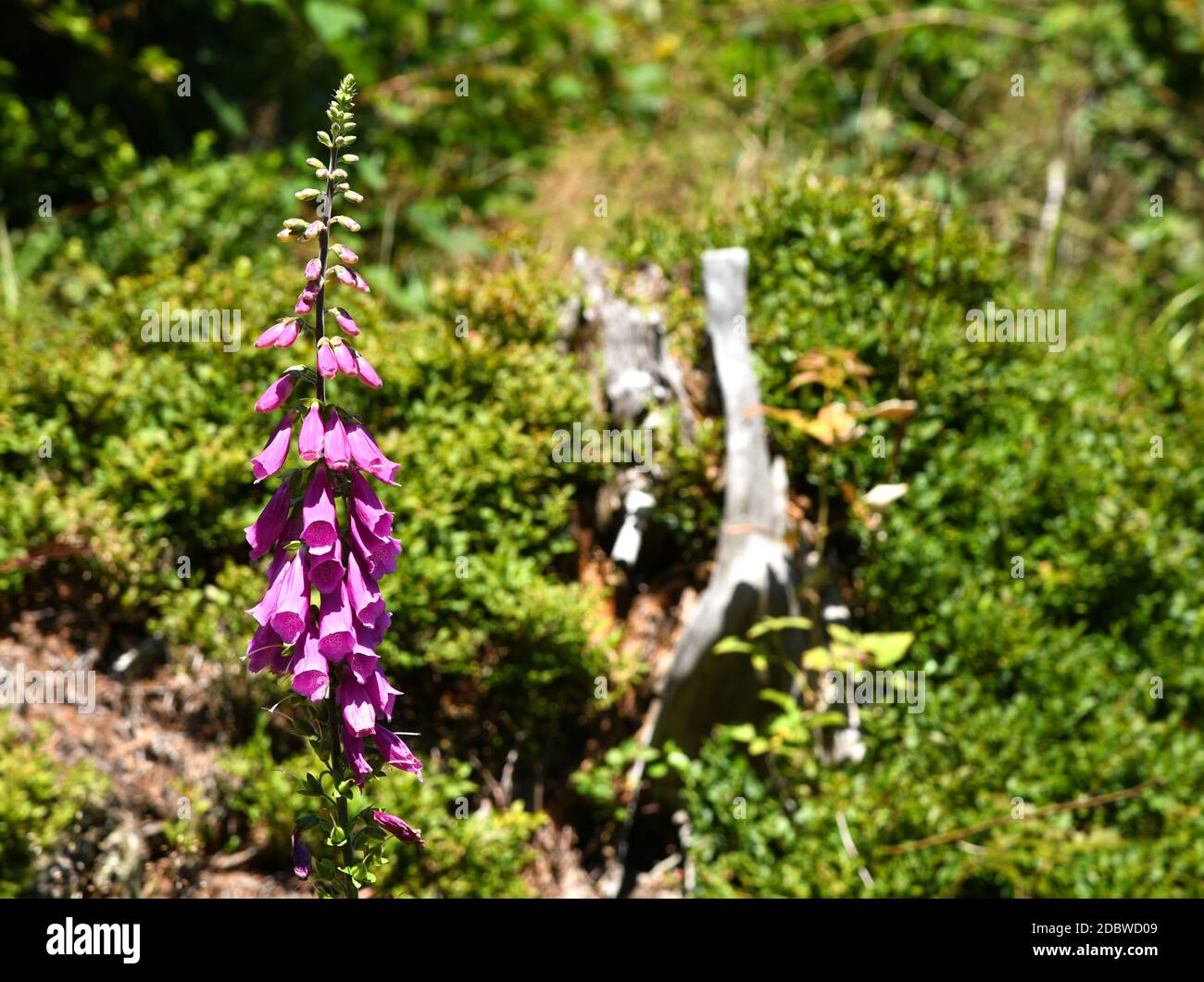Red foxglove digitalis purpurea flower hi-res stock photography and ...