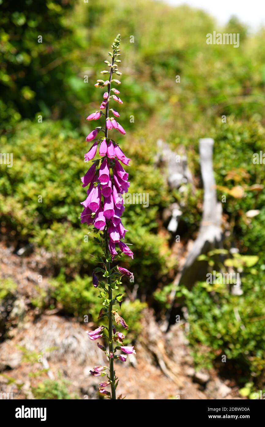 Red foxglove digitalis purpurea hi-res stock photography and images - Alamy