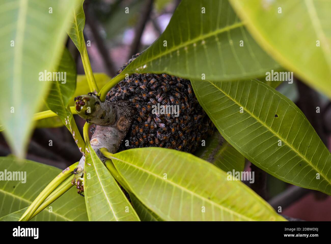 A colony of bees in a tree. Close up view of bees colony. Honey bees ...