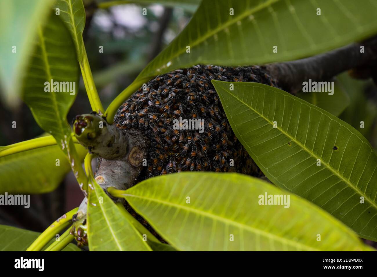 A colony of bees in a tree. Close up view of bees colony. Honey bees ...