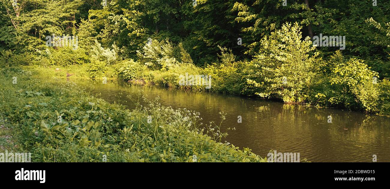 Green forest with trees, bushes and grass on both sides of the lake ...