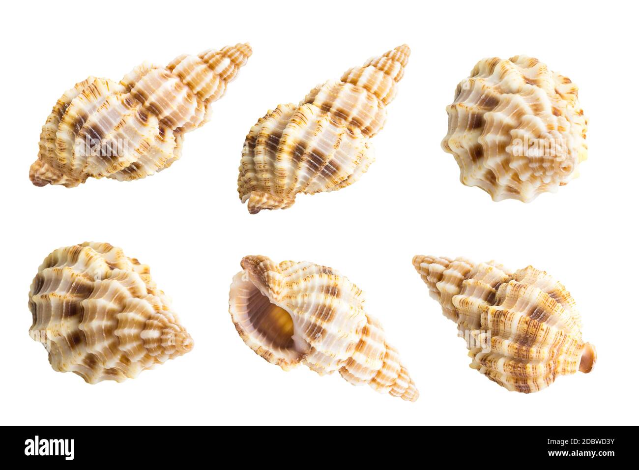 Conch shell isolated on white background Stock Photo - Alamy