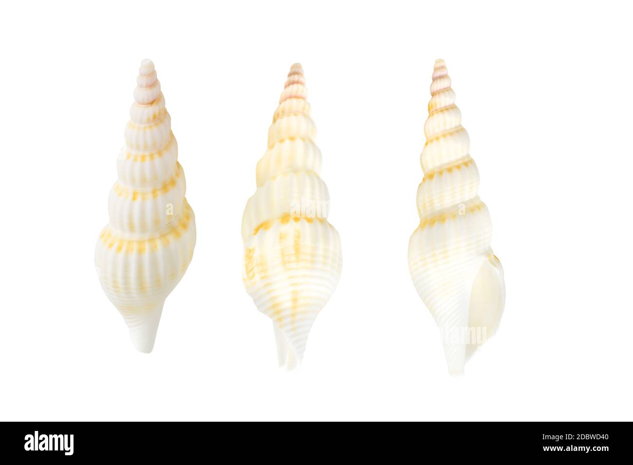 Conch shell isolated on white background Stock Photo - Alamy