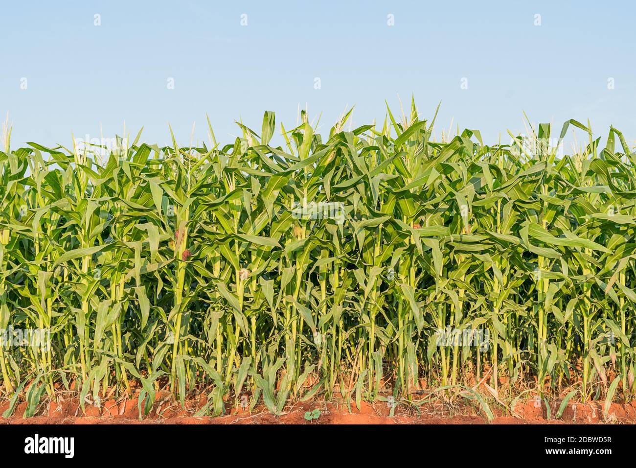 Green maize corn field plantation, Corn on the cob Stock Photo - Alamy