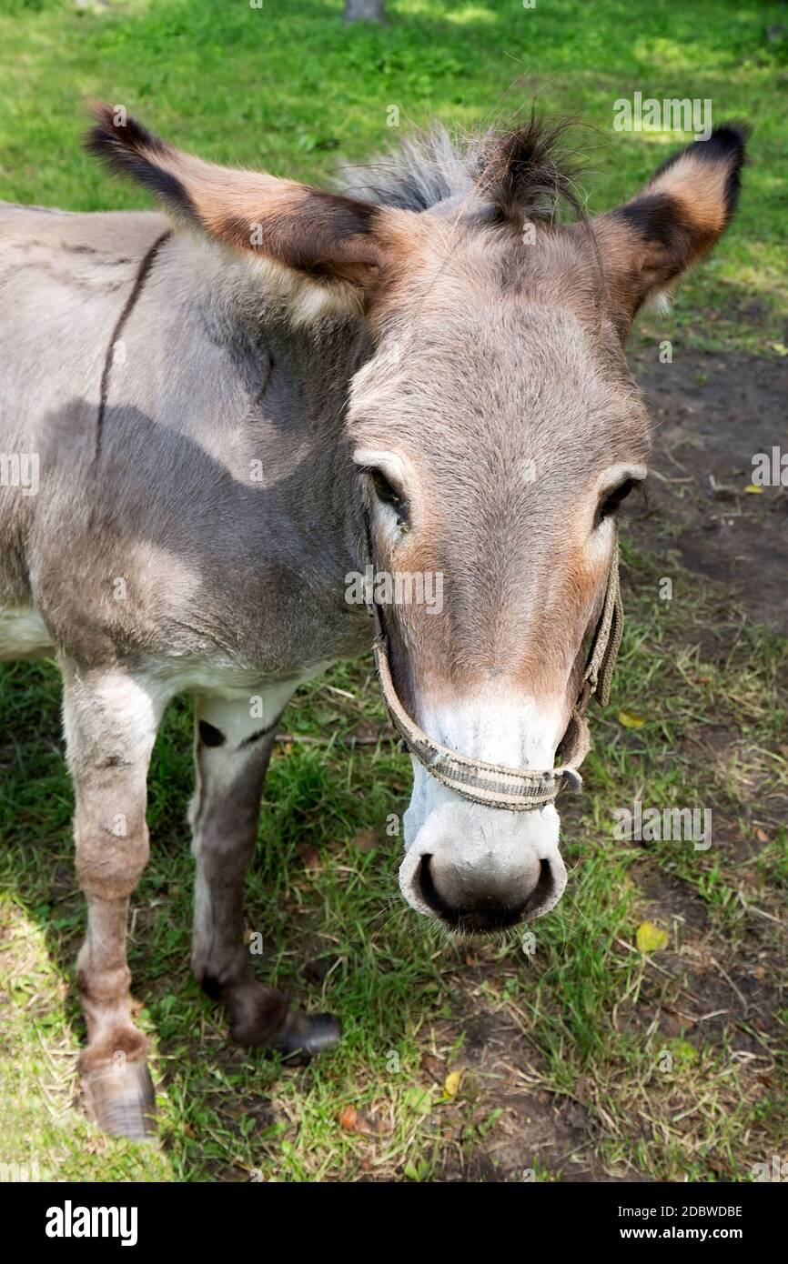 Donkey on the farm, a portrait Stock Photo - Alamy