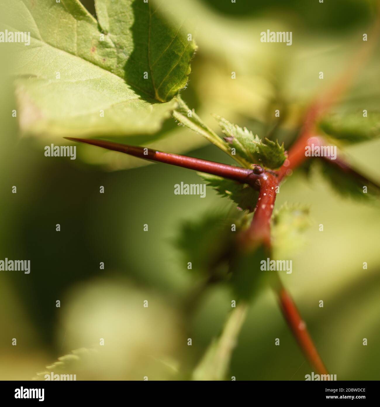 Details plant hawthorn thorns hi-res stock photography and images - Alamy