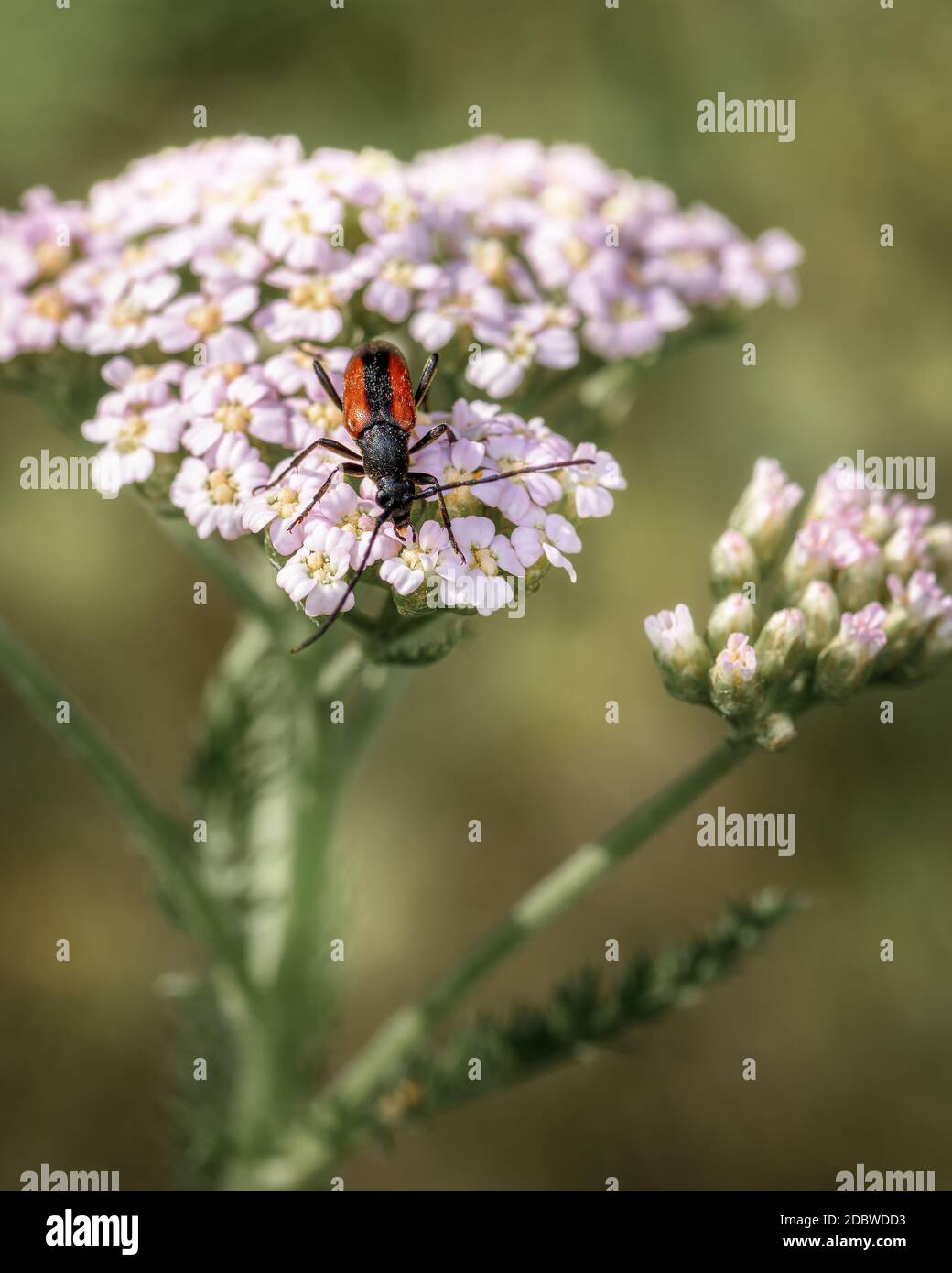 small bright beetle sitting on a flower, close-up Stock Photo - Alamy