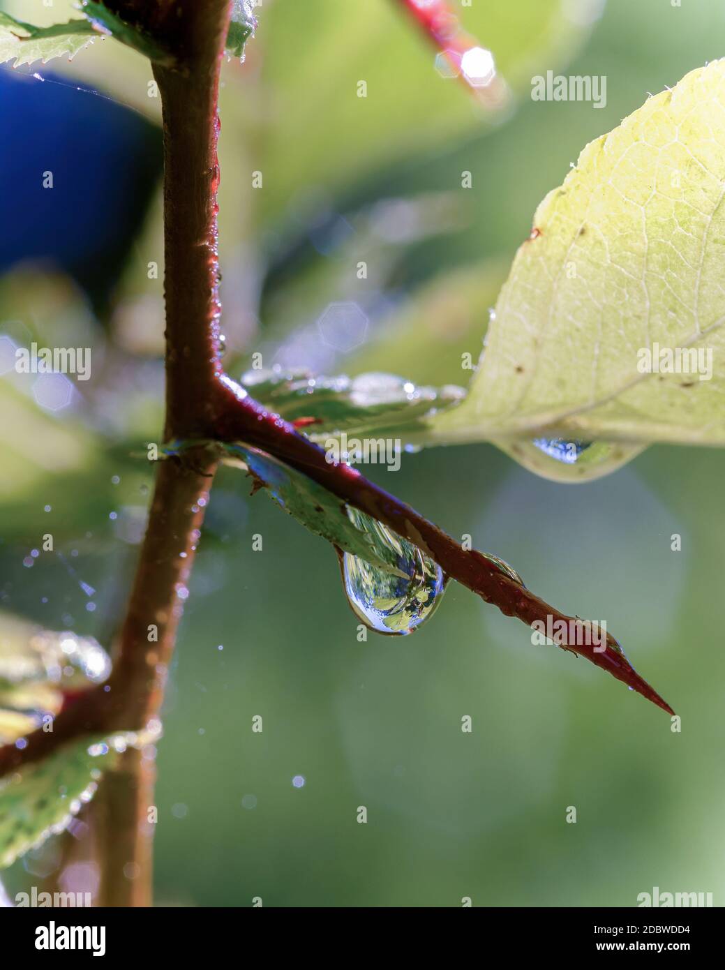 a drop of water on a hawthorn thorn with a background reflection, close ...