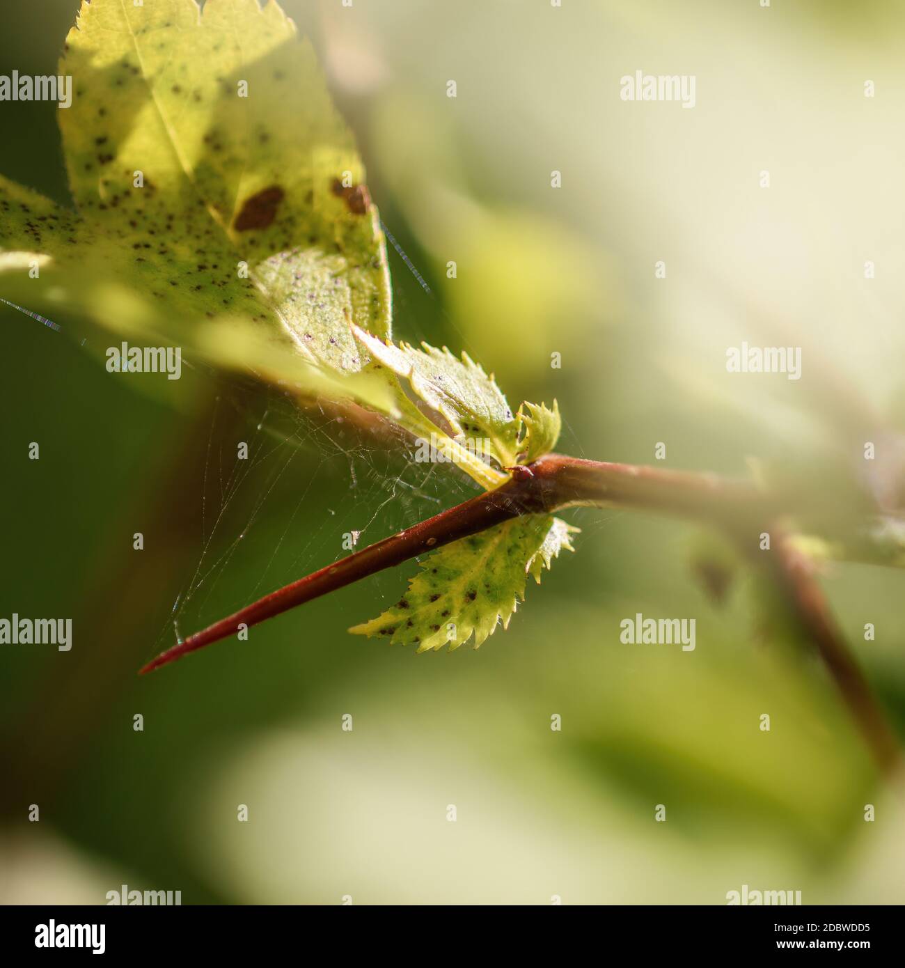 details of the plant-hawthorn thorns close-up, illuminated by the sun ...