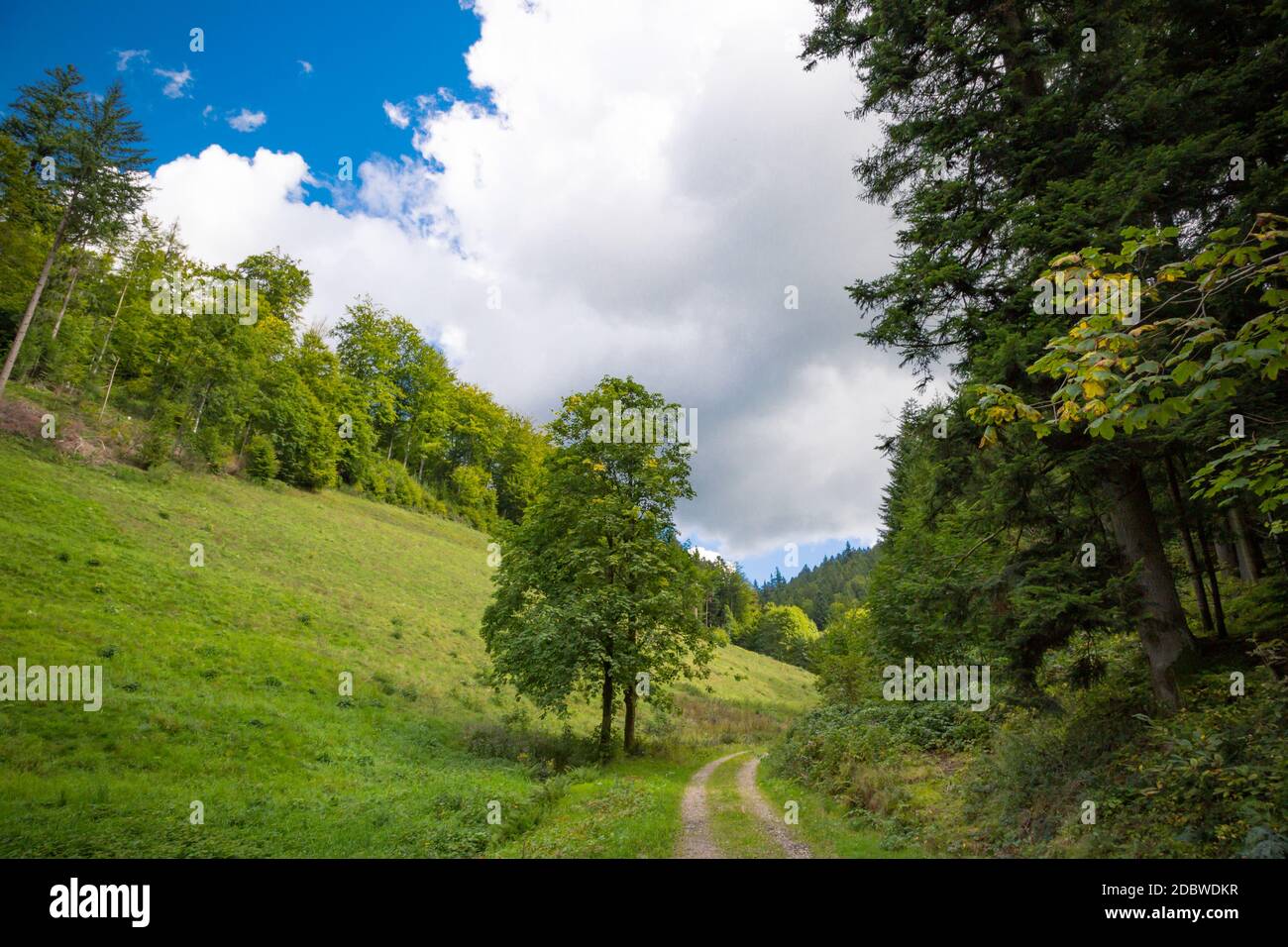 Dirt track through a green alpine valley with leafy green forest trees ...