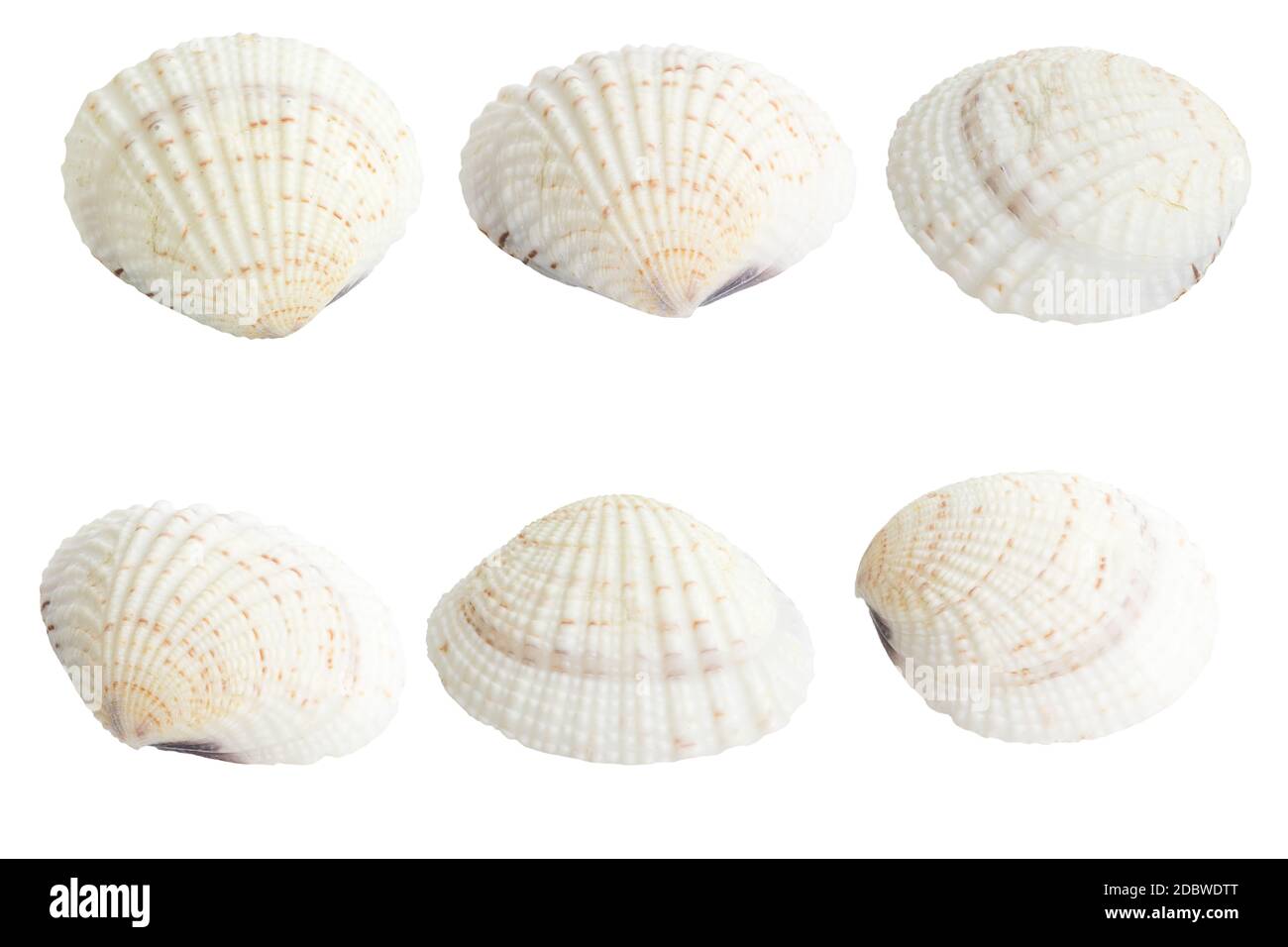 Scallop shall hi-res stock photography and images - Alamy